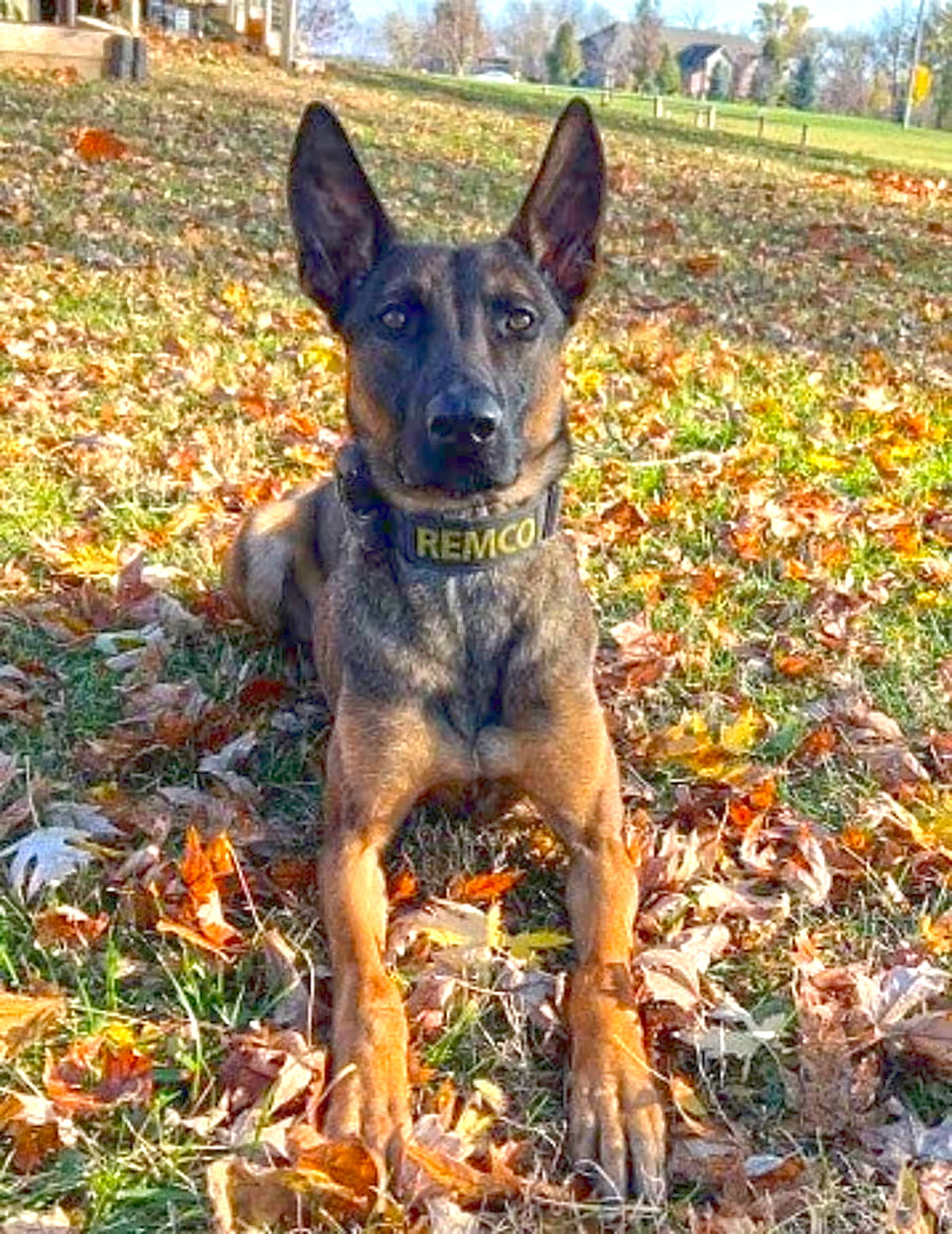 Illinois police dog Remco gets bullet- and stab-protective vest