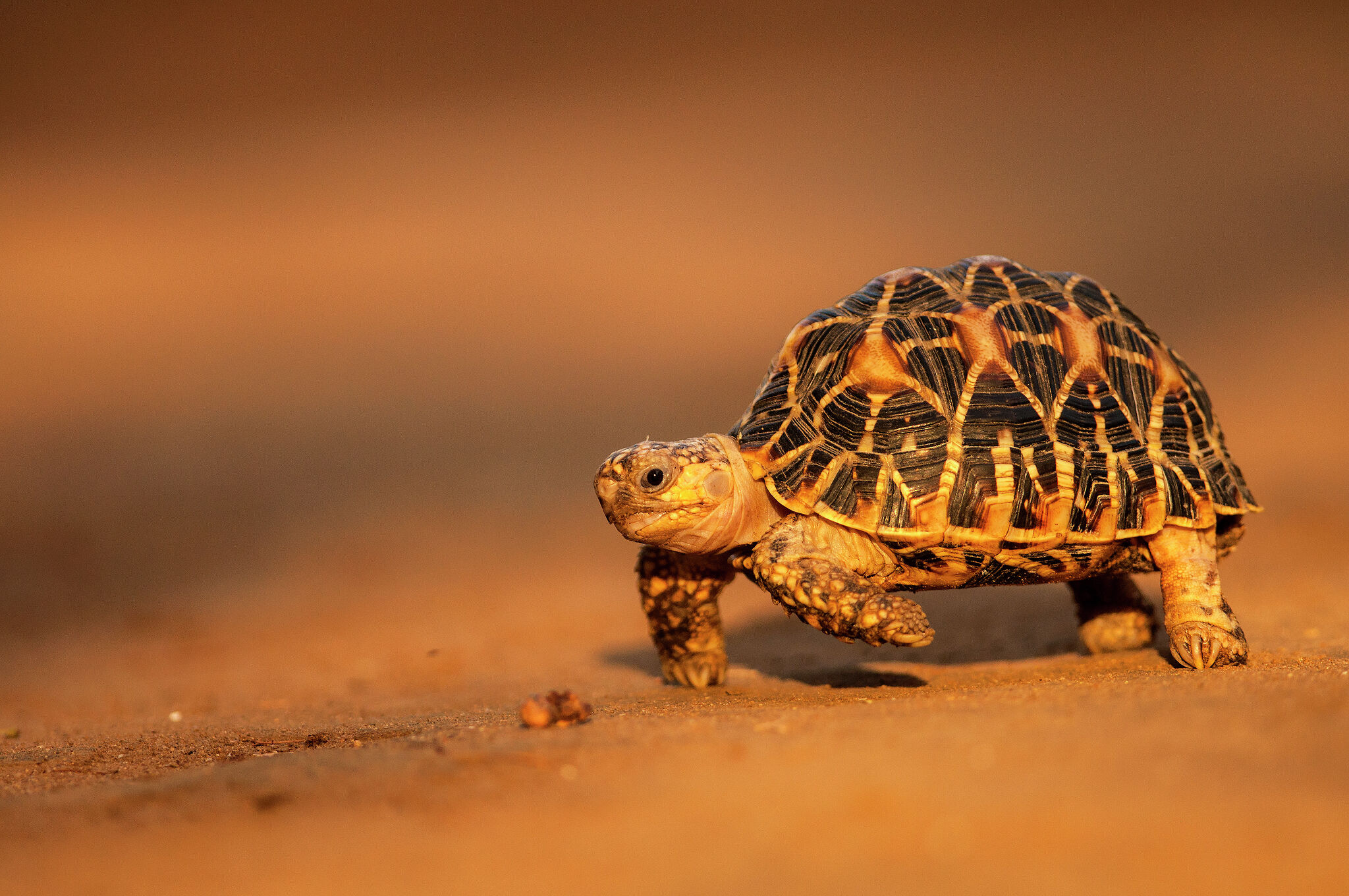 Agents find dozens of reptiles, spiders in car at Texas border