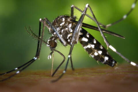 Regional: Google 'Debug Project' Would Release 32 Million Sterile Male ...