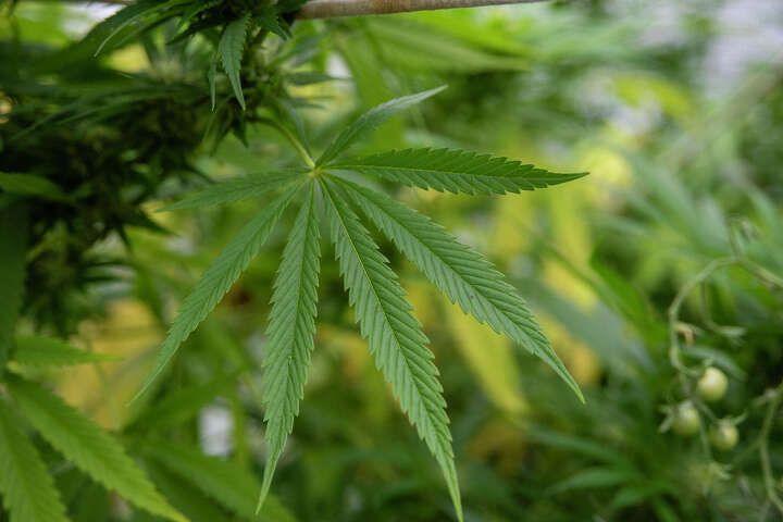 Is weed addictive? Researchers explain marijuana dependence