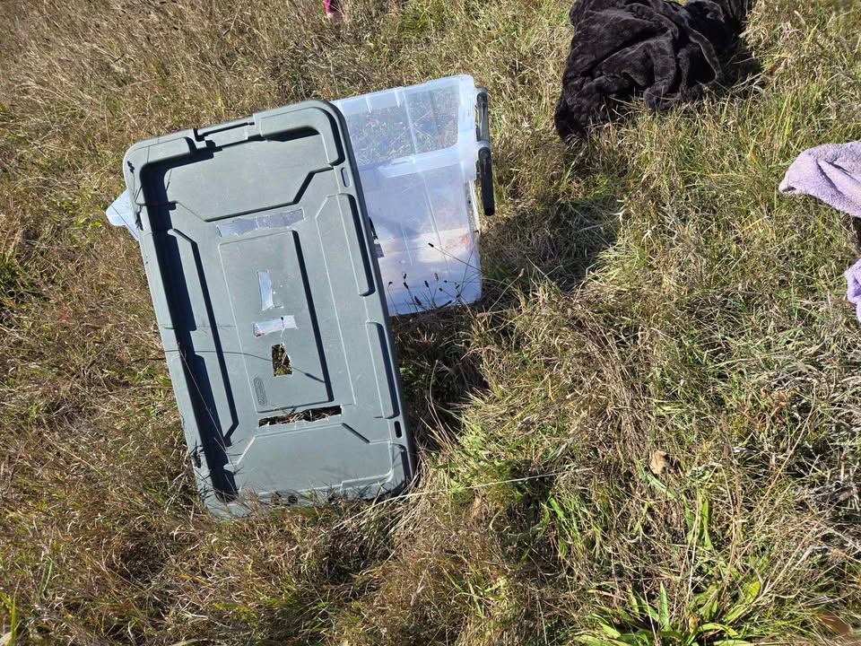 Information sought after puppies found dead near Reed City Michigan