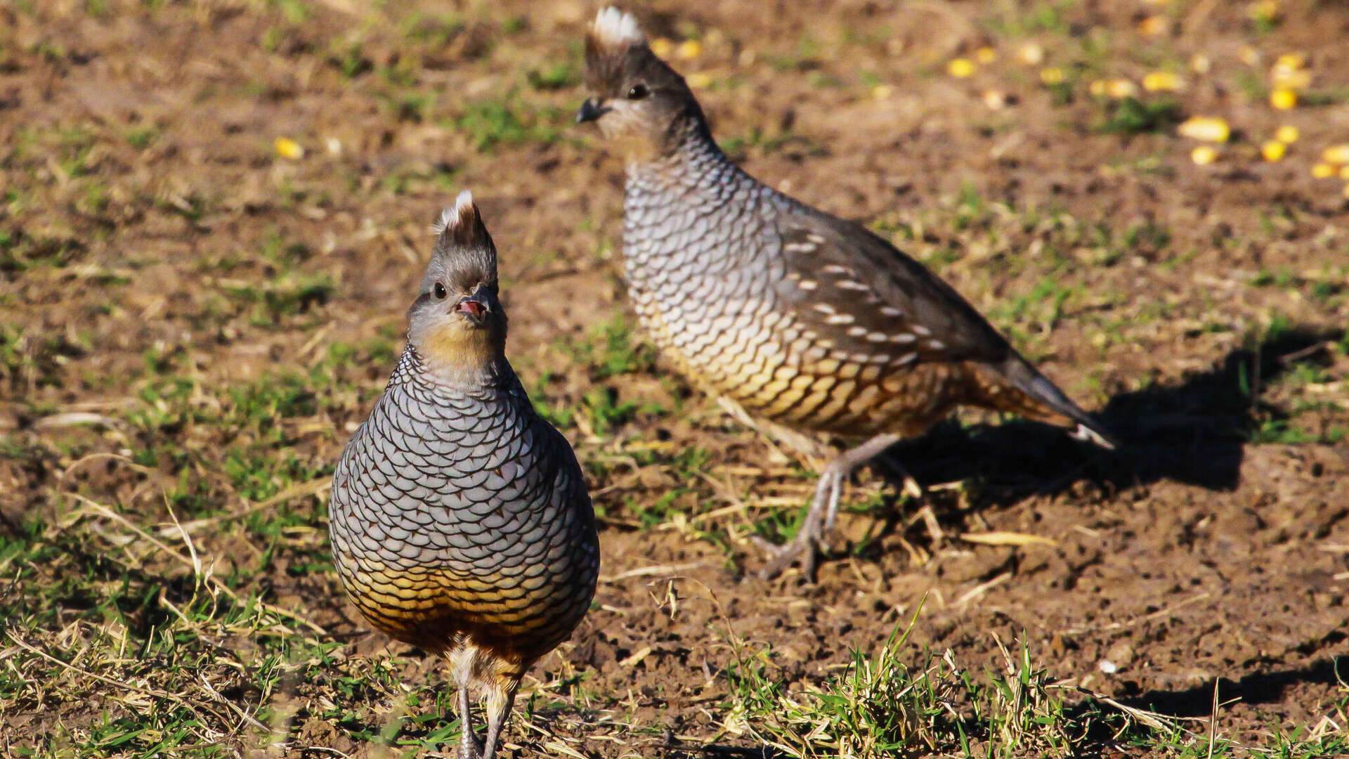Texas quail season 2025 forecast and hunting outlook