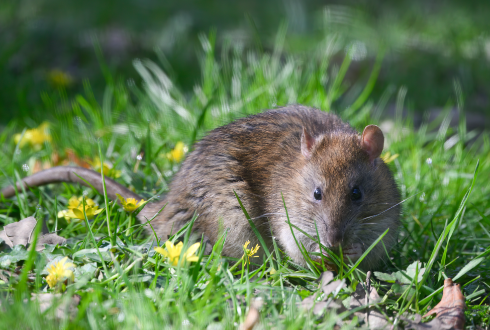 This CT city ranks as one of the 'rattiest' in America, Orkin says