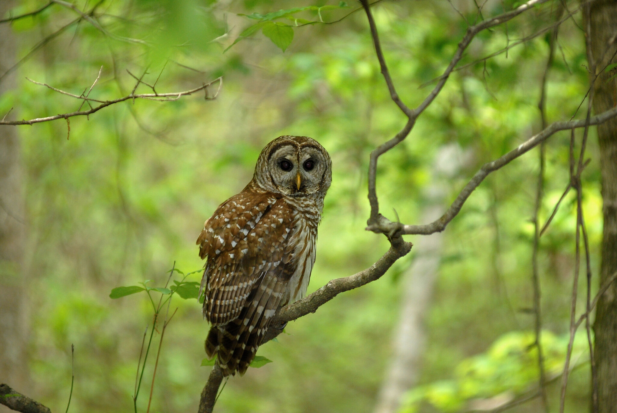 Amcor: Fiscal Q1 Earnings Snapshot