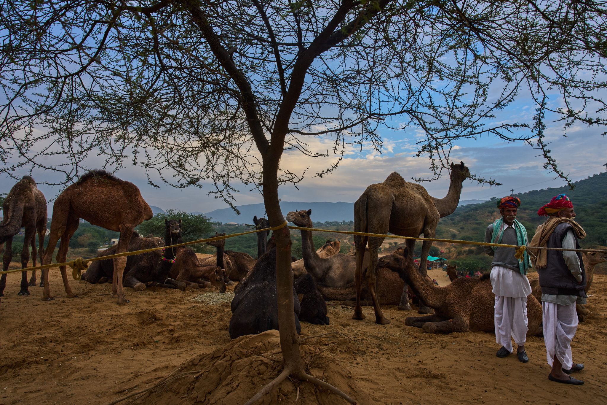 A camel fair in India's desert town of Pushkar draws traders and tourists, in photos