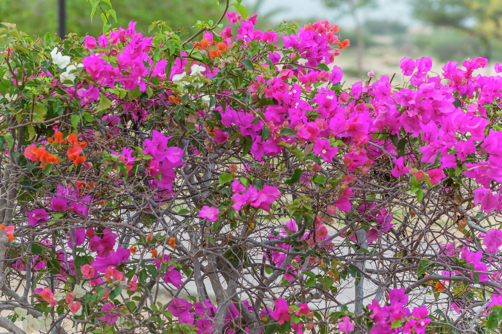 Protect plants from freeze: November cold-weather tips