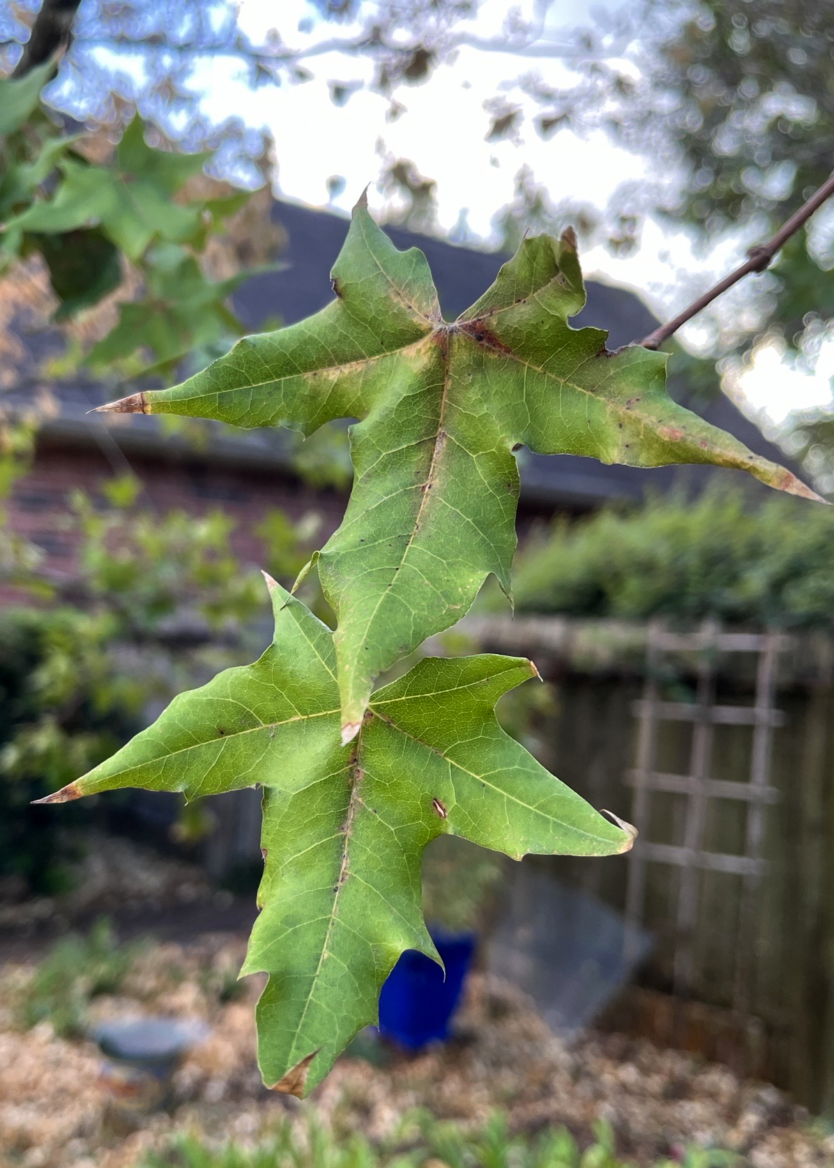 Shantung maple woes? Garden Q&A answers 5 common issues