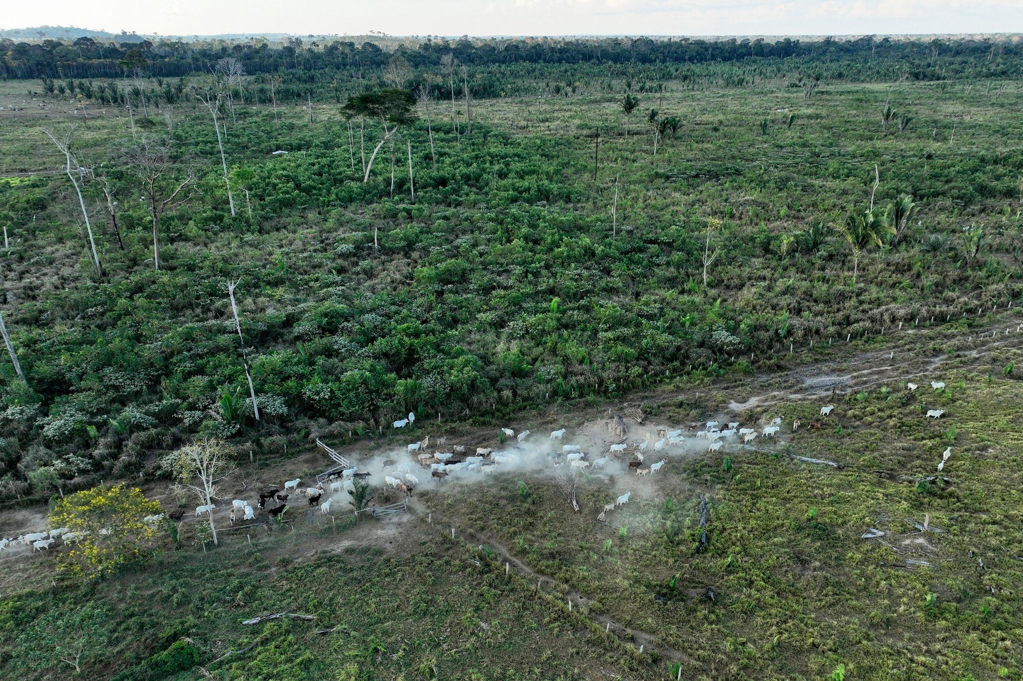 Interpol announces a new global fight against illegal deforestation
