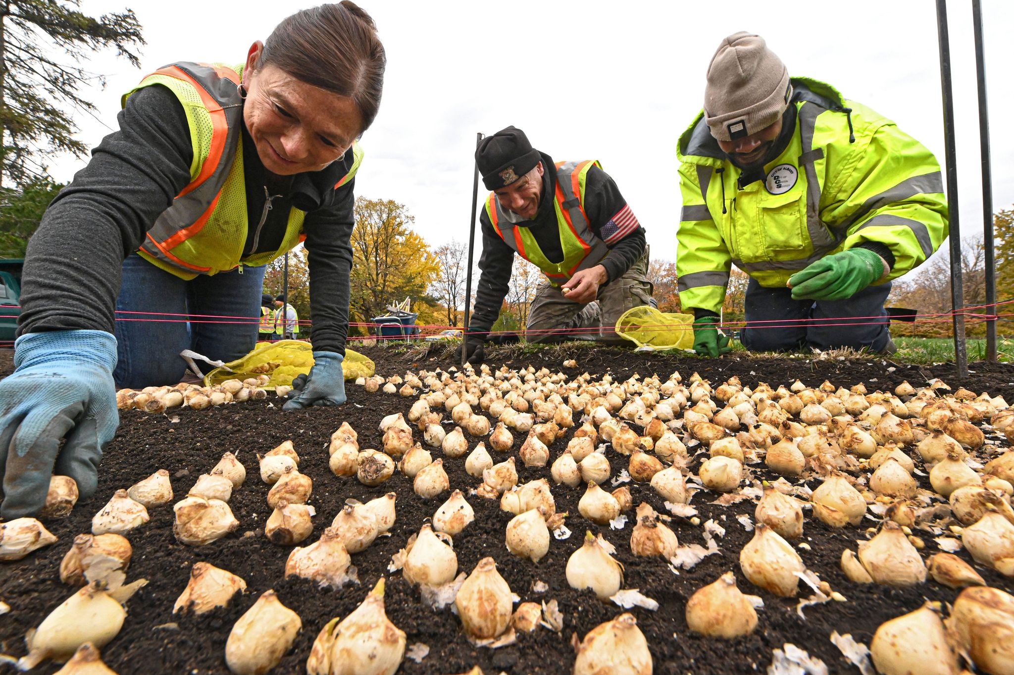 Hundreds of tulip bulbs were planted at Washington Park in Albany.