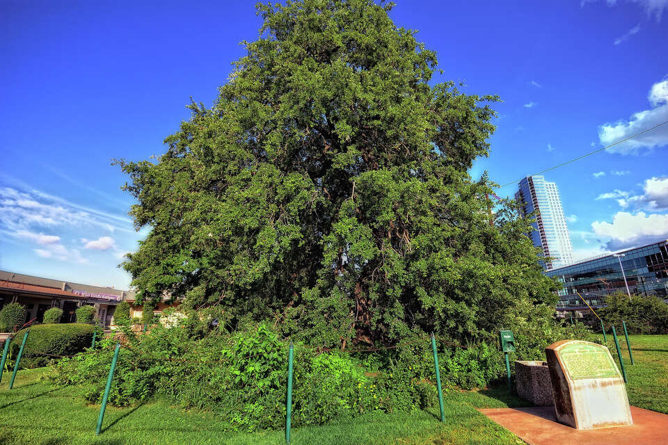 In 1989, a Texan tried to kill a 600-year-old oak tree