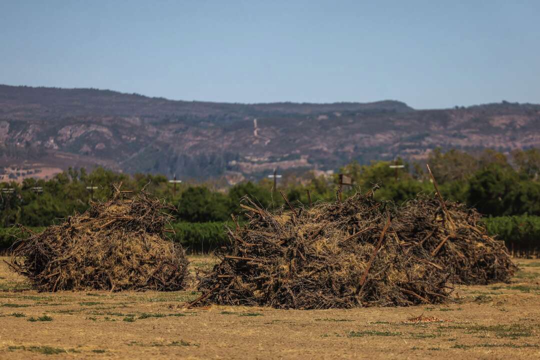 Why California winegrowers ripped up nearly 40,000 acres of vines