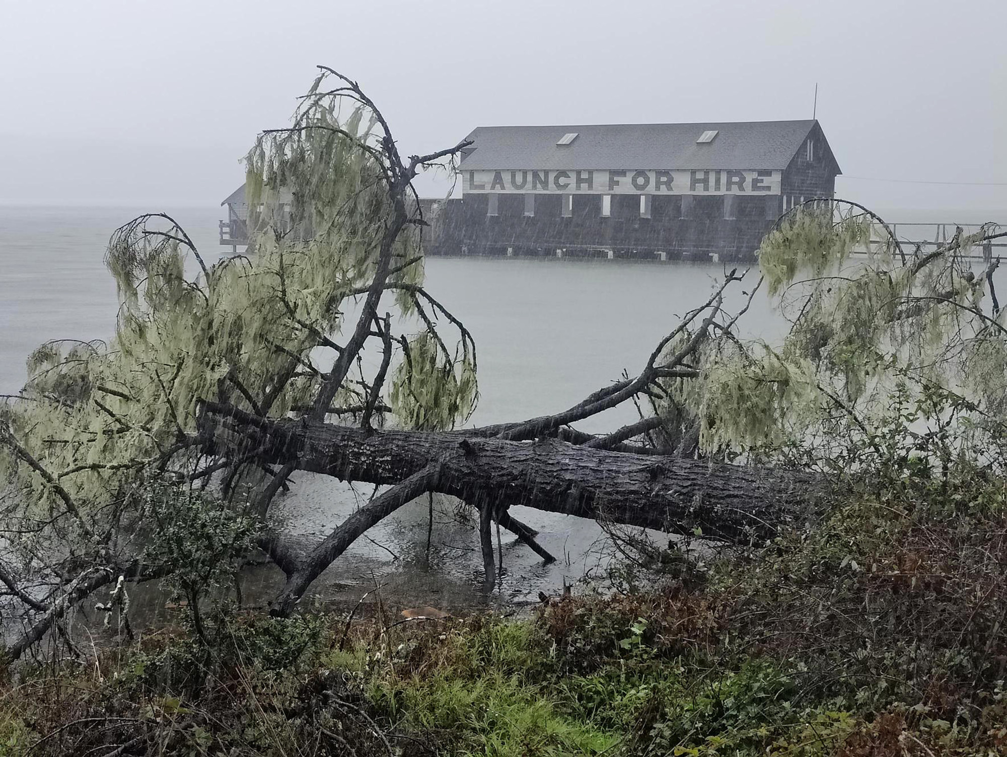 Regional: Marin Co. Bears Brunt Of Storm With Wind Gusts Above 80 Mph ...