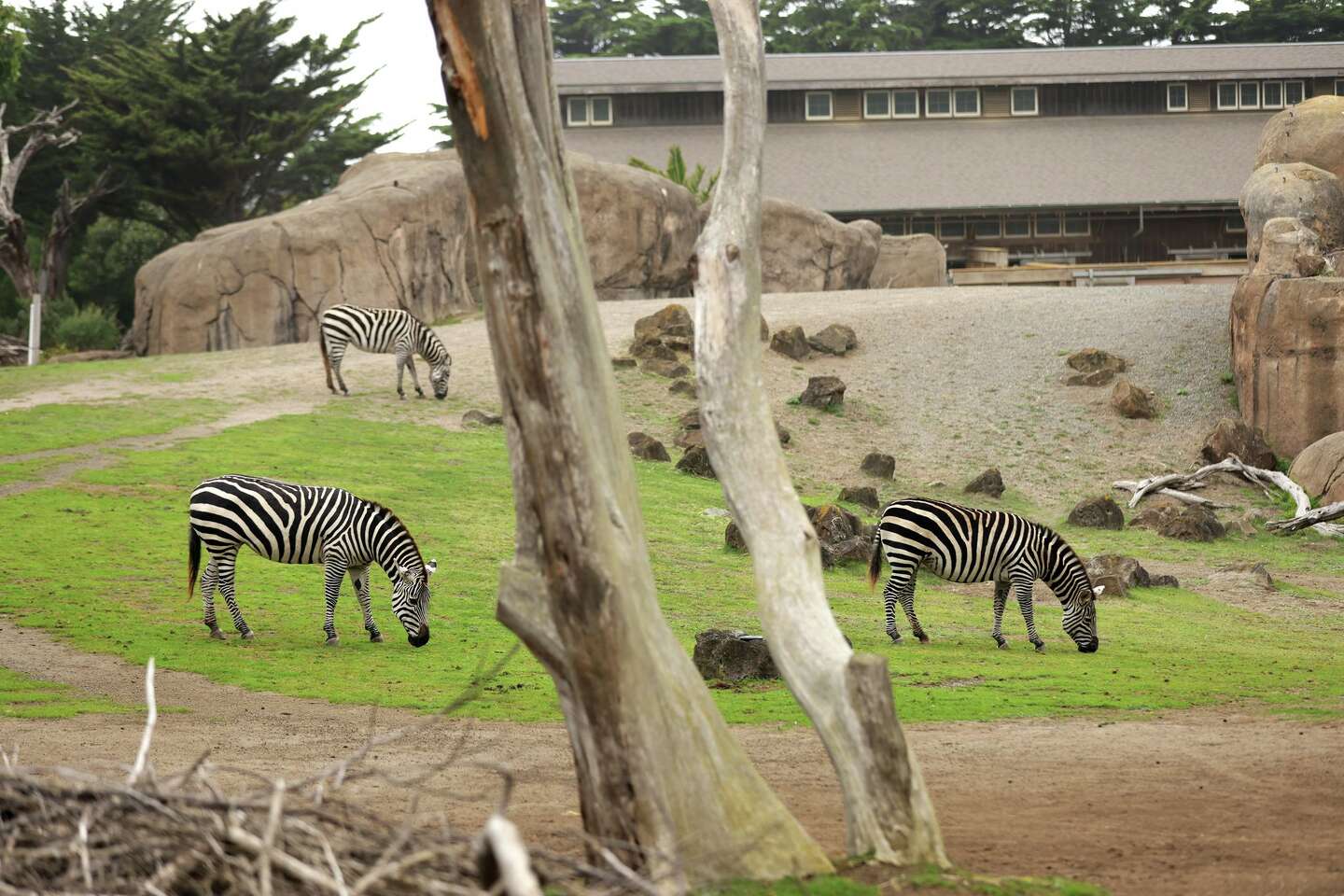 San Francisco Zoo sees ‘major shift’ as new leadership takes charge