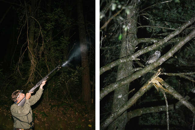 'DEI for owls': Nearly half a million birds to be killed in the West