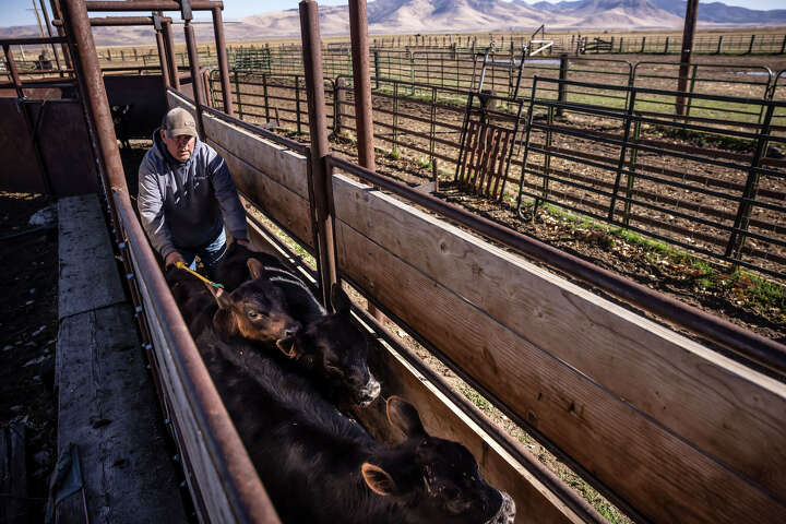 How California officials started killing endangered gray wolves