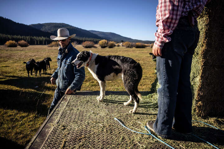 How California officials started killing endangered gray wolves