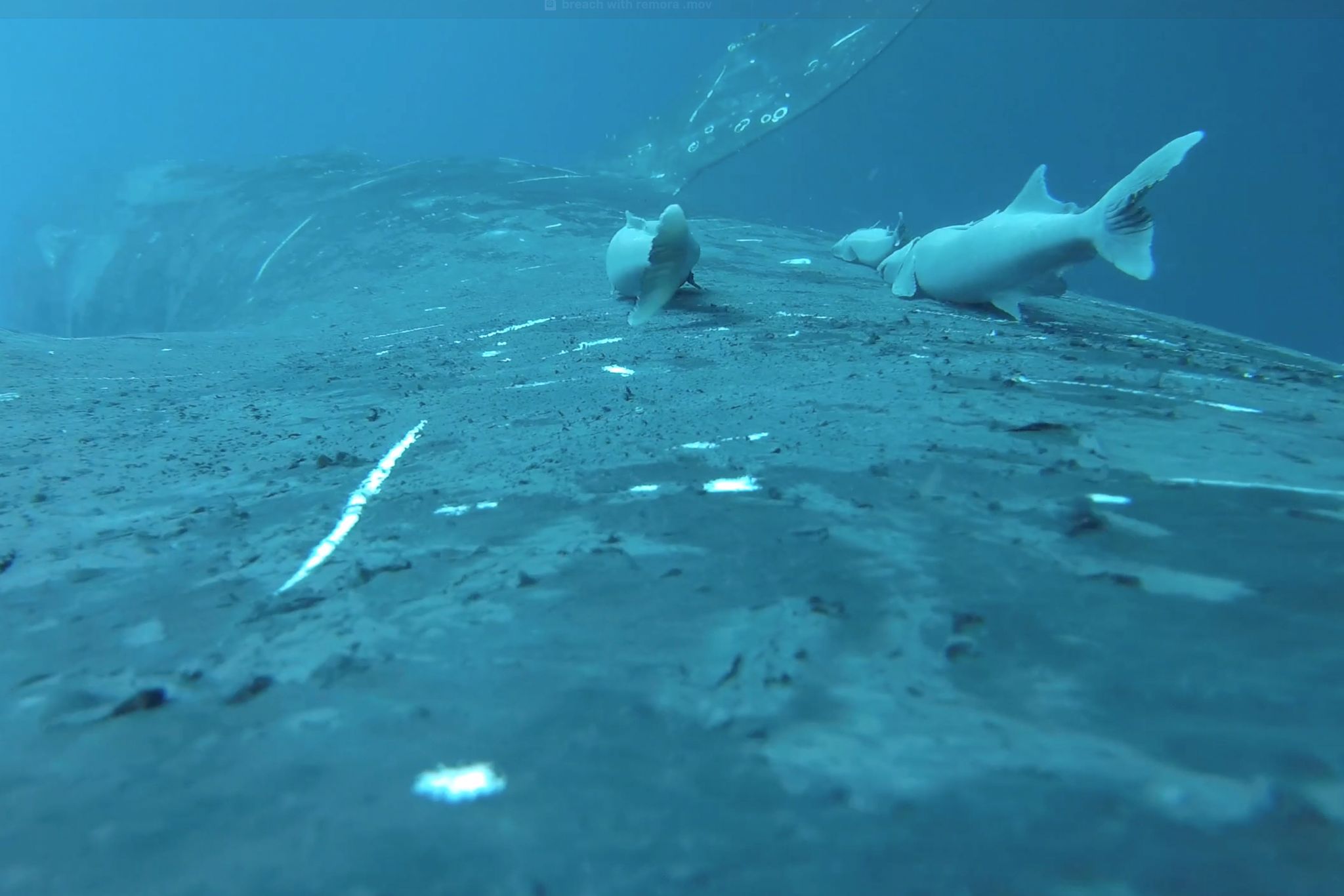 Rare footage shows sucker fish as they whale-surf in the ocean's ...