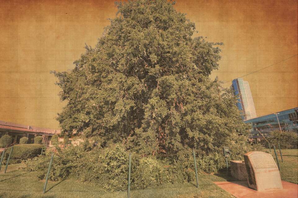 In 1989, a Texan tried to kill a 600-year-old oak tree