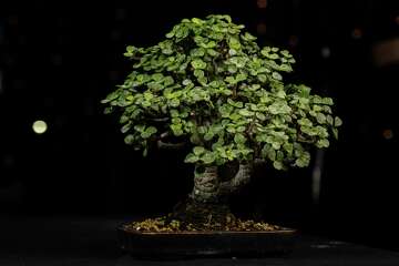 Bonsai Bar brings bonsai workshops to San Antonio bars