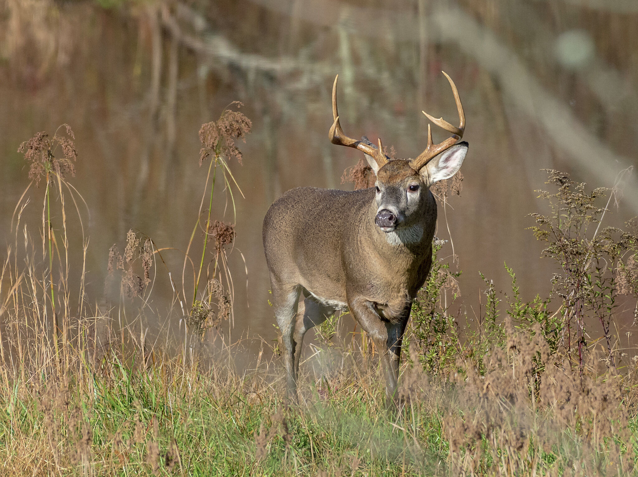 Today in History: November 24, Jack Ruby shoots Lee Harvey Oswald