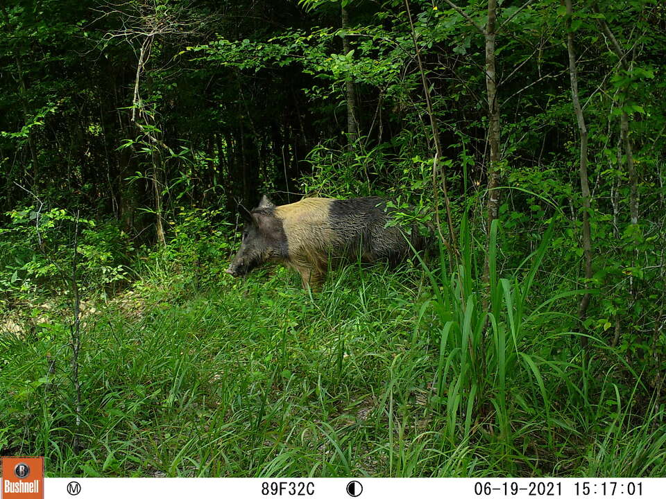 New Texas plan targets feral hogs destroying national parks