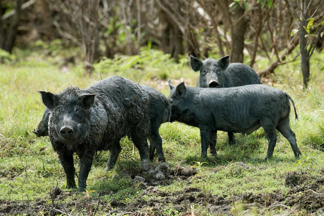 New Texas plan targets feral hogs destroying national parks