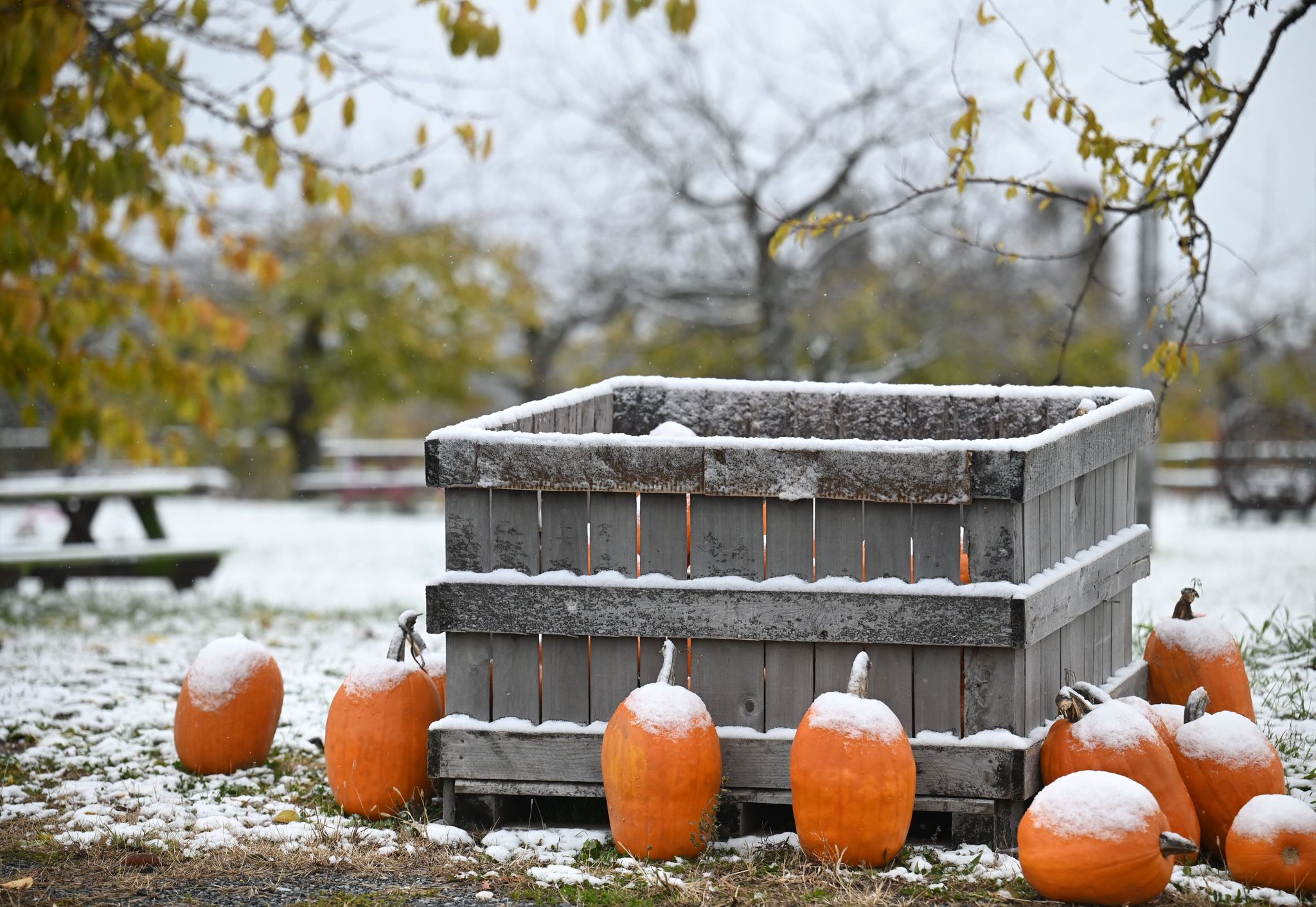 Thanksgiving snow in forecast for upstate New York, Albany area