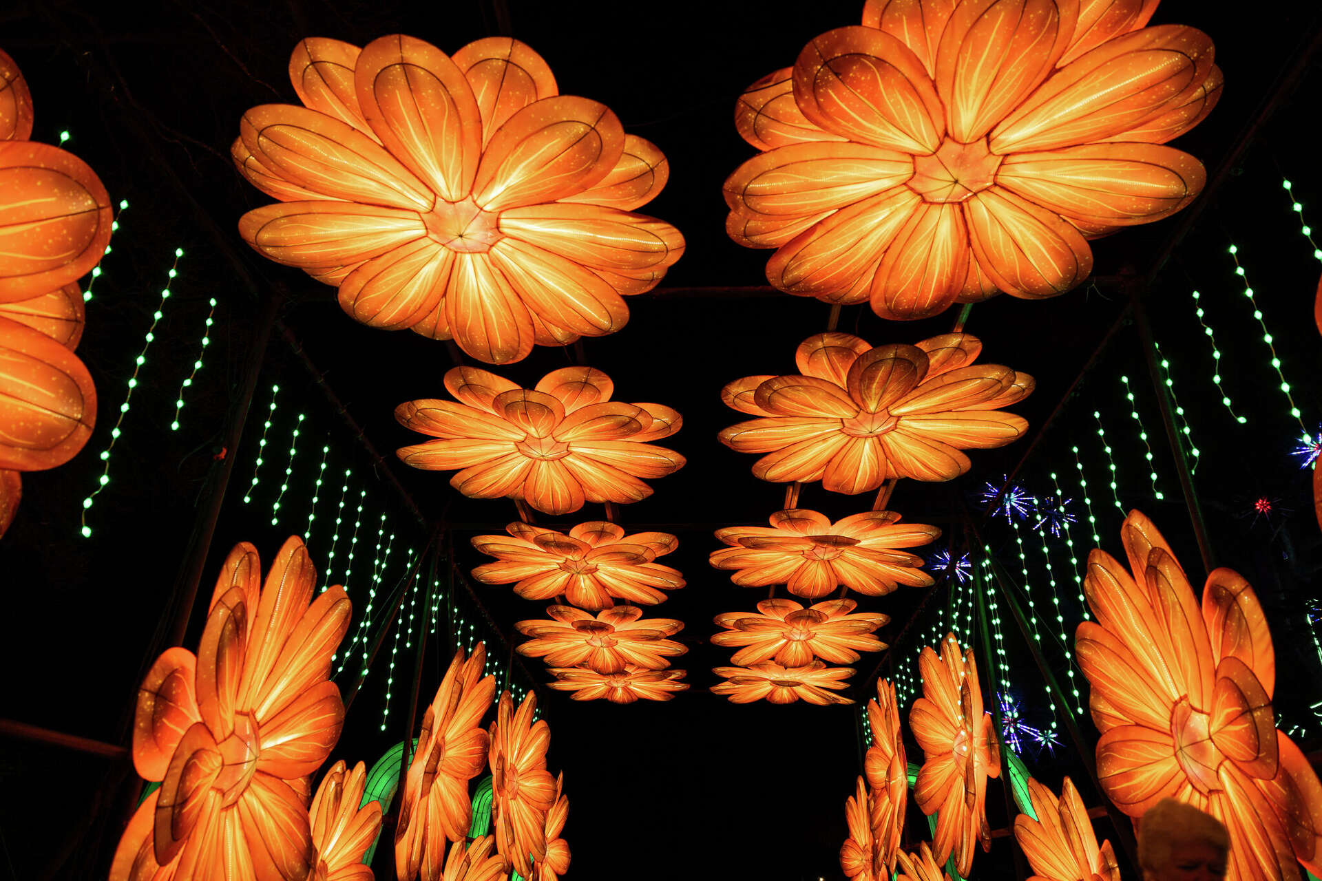 'Radiant Nature' light display opens at Houston Botanic Garden