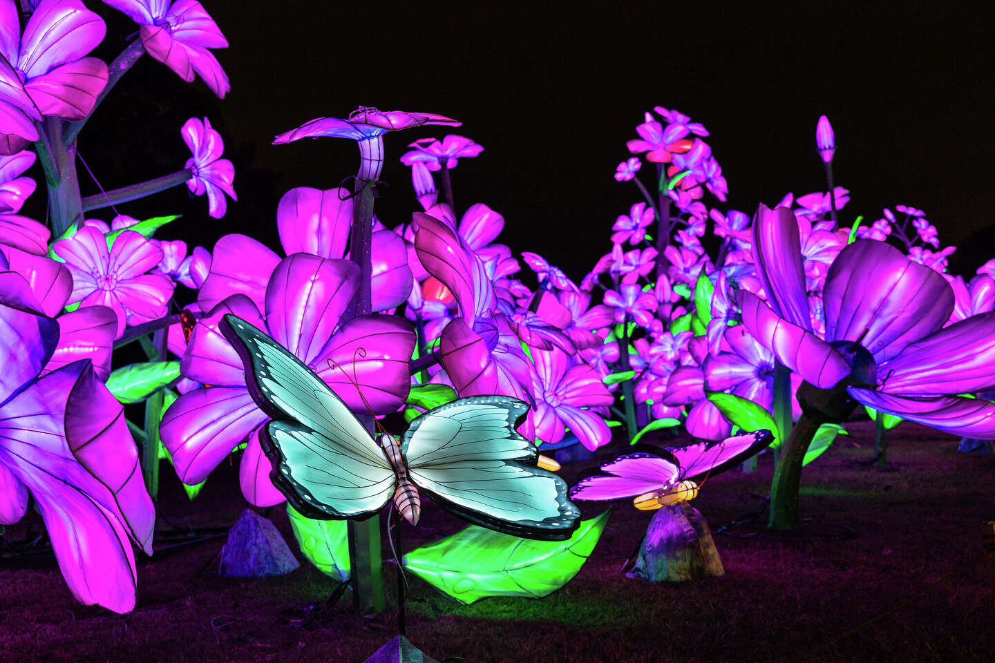 'Radiant Nature' light display opens at Houston Botanic Garden