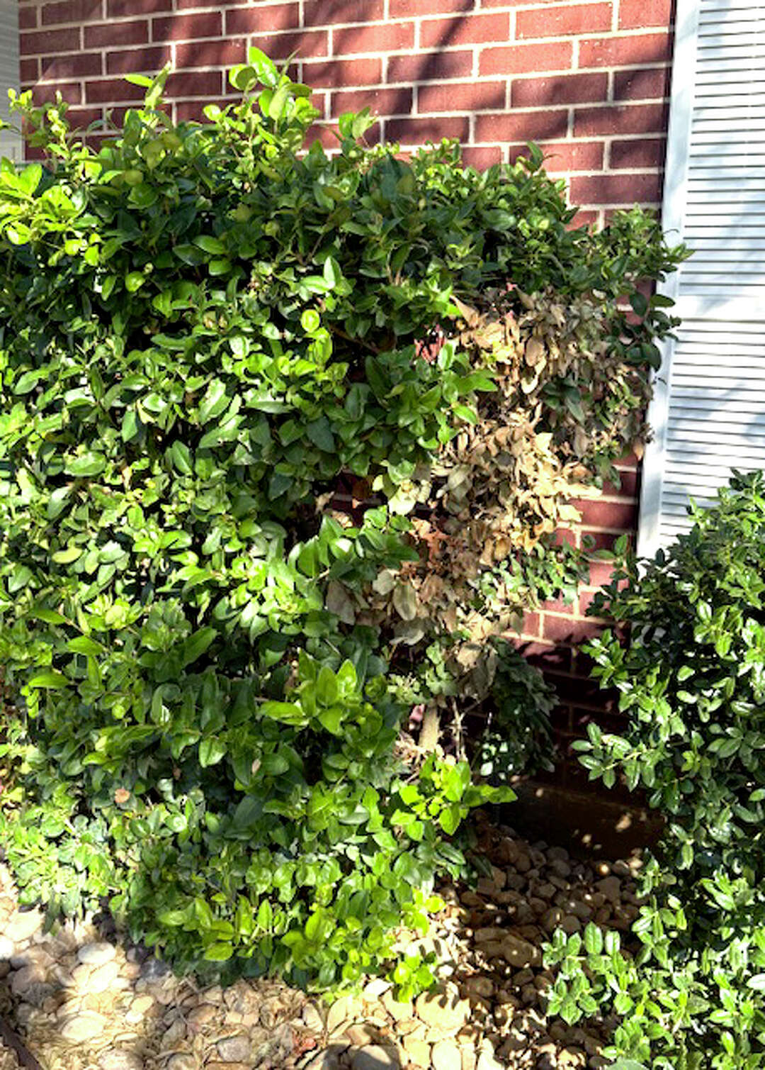Fix zoysia, treat pecan scab, replace oaks
