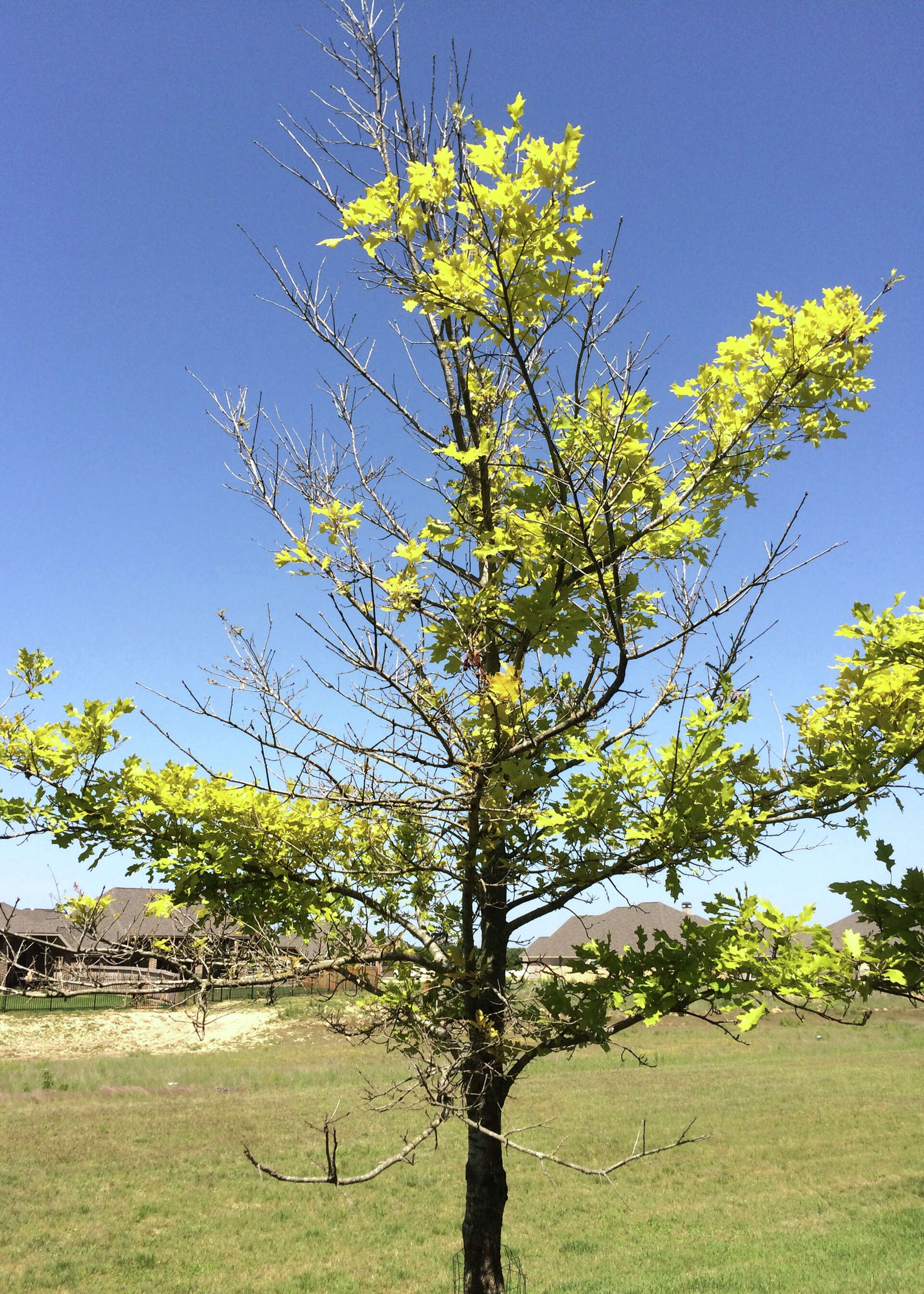 Fix zoysia, treat pecan scab, replace oaks