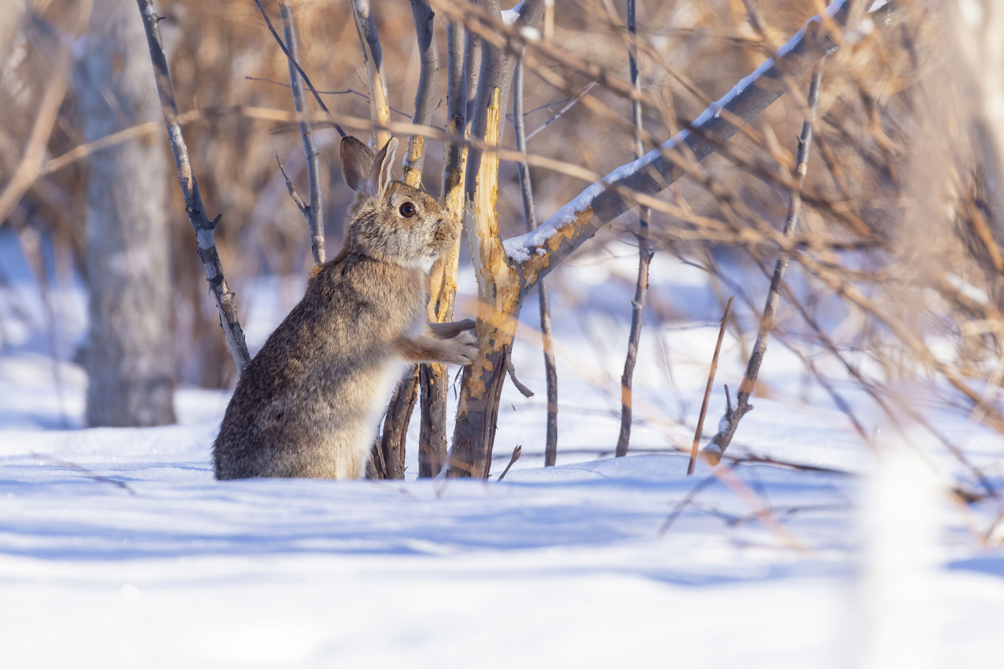 Winning the fight between trees and winter wildlife