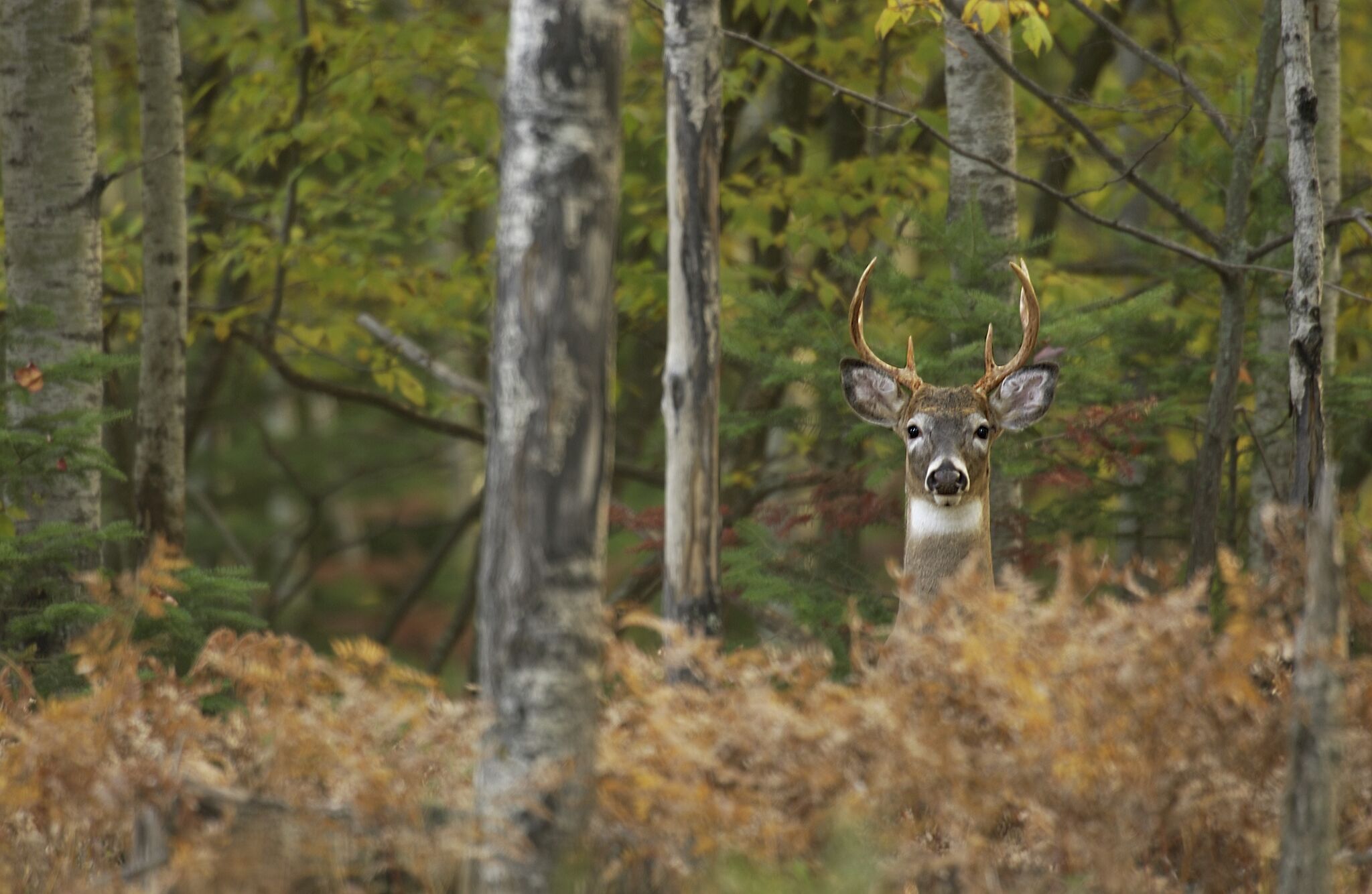 52-54% of deer harvest taken outside of regular firearm season