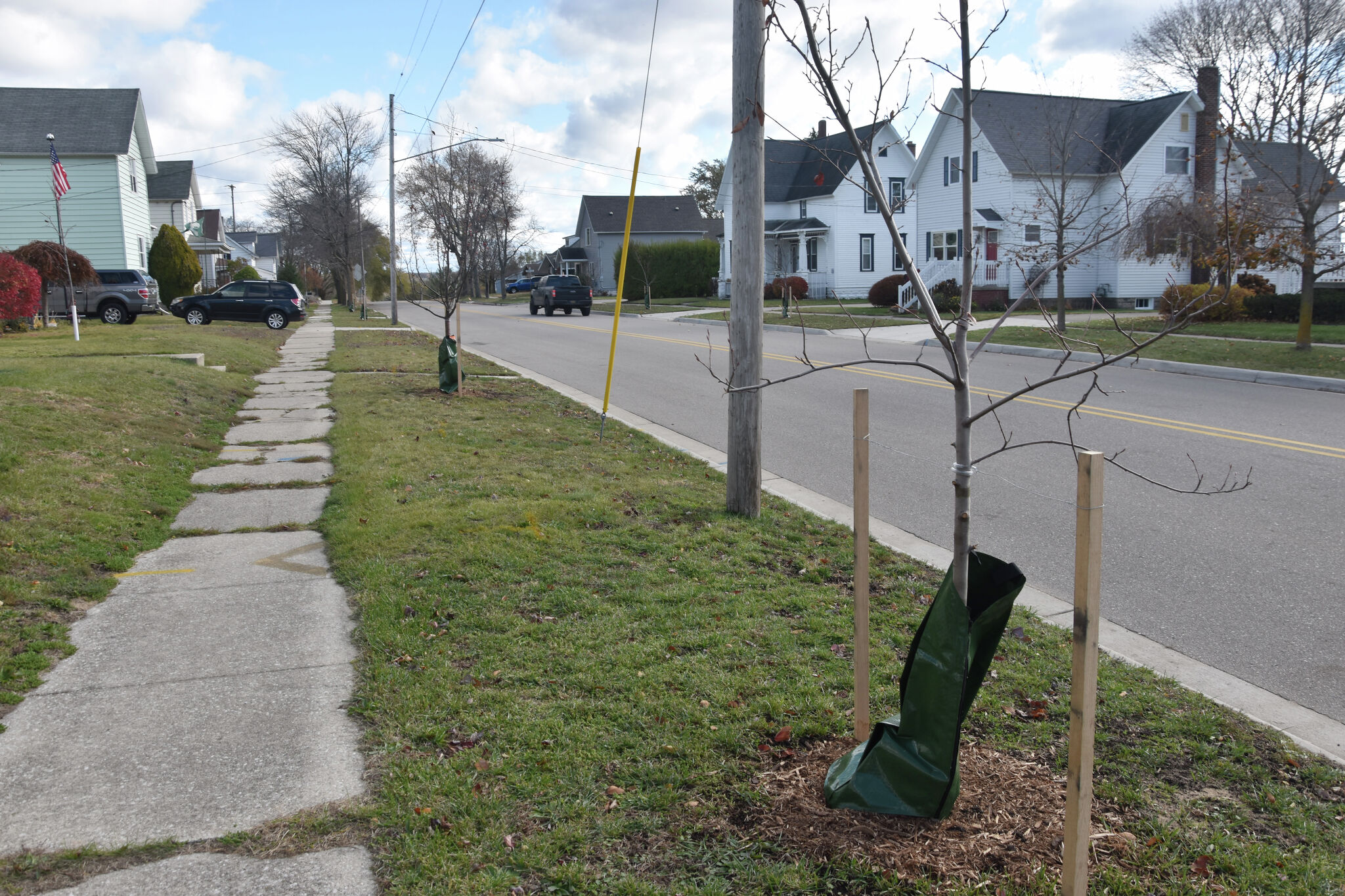 15 trees planted on 8th Street, next step is $224,300 grant