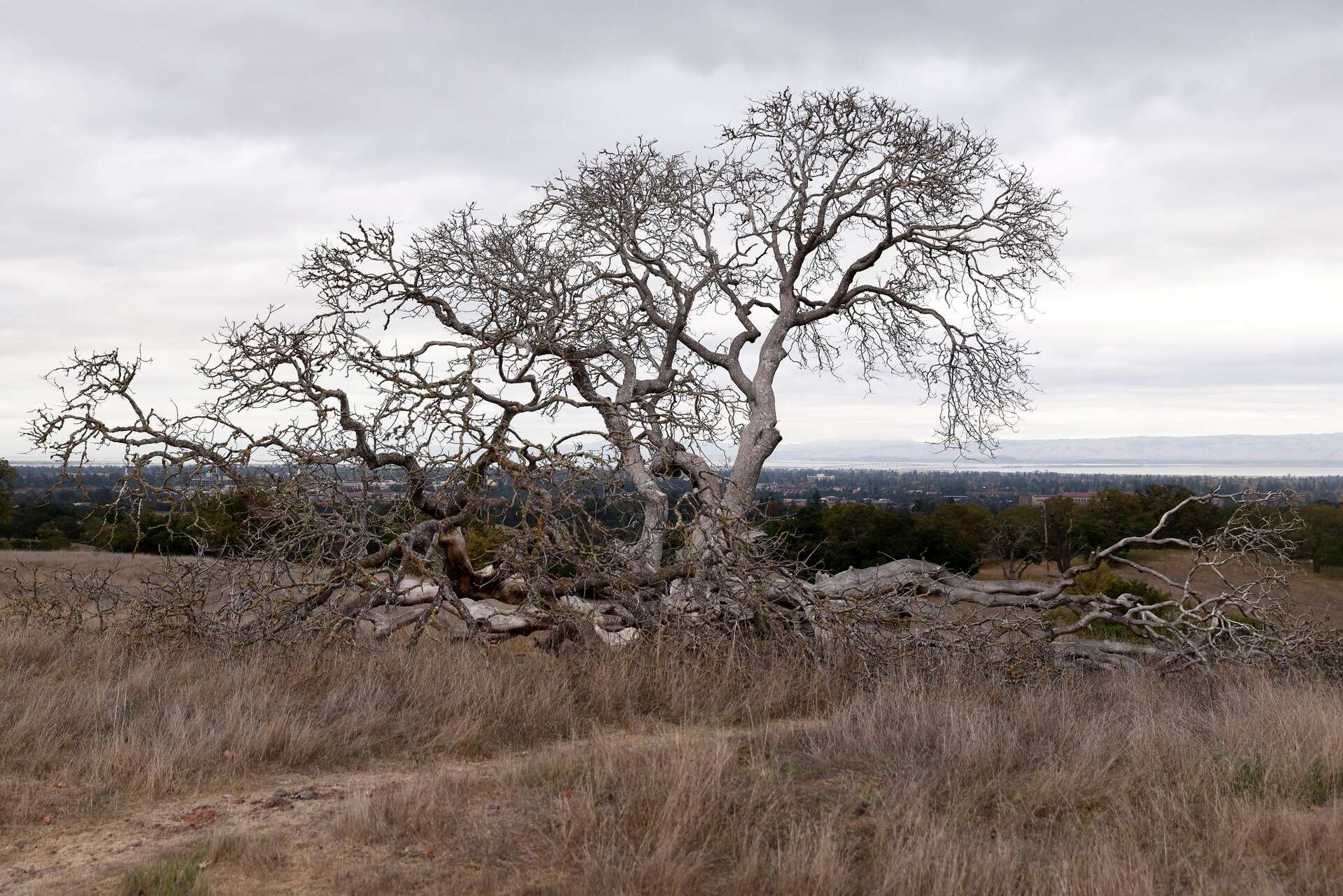 Stanford Dish hike in Palo Alto has views, hills and a huge telescope