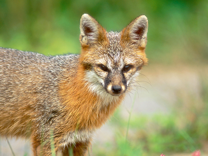 Meet Connecticut's elusive gray fox: 'They live under our noses'