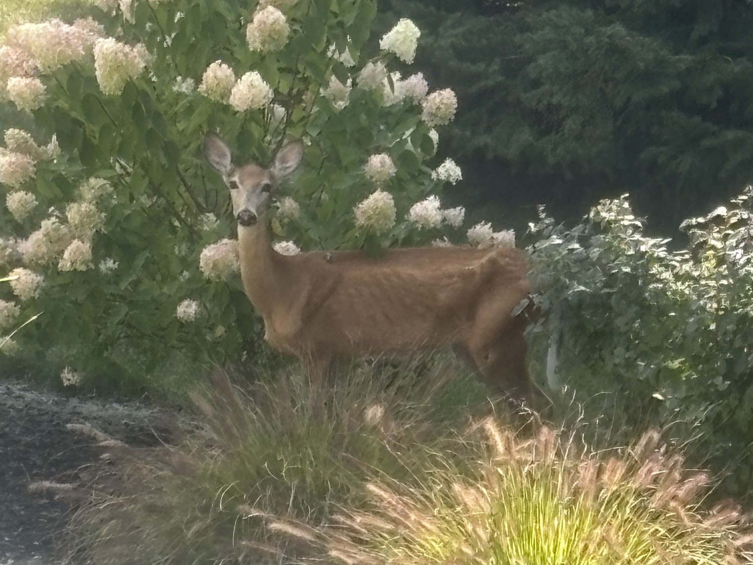 CWD found in Michigan deer two days before firearm season