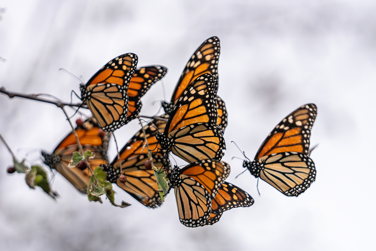 Texas tests new barriers to protect monarch butterflies from traffic