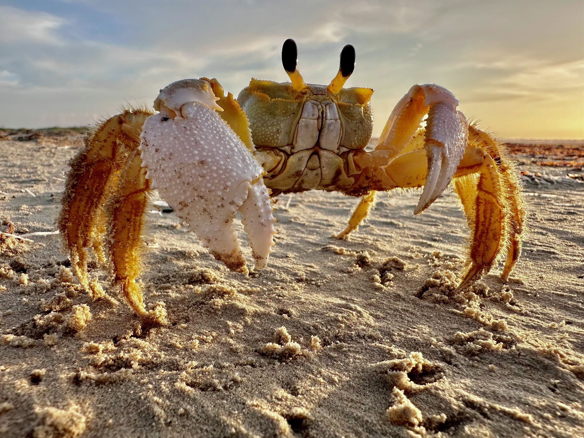 Canada's Supreme Court won’t hear appeal of ostrich cull order