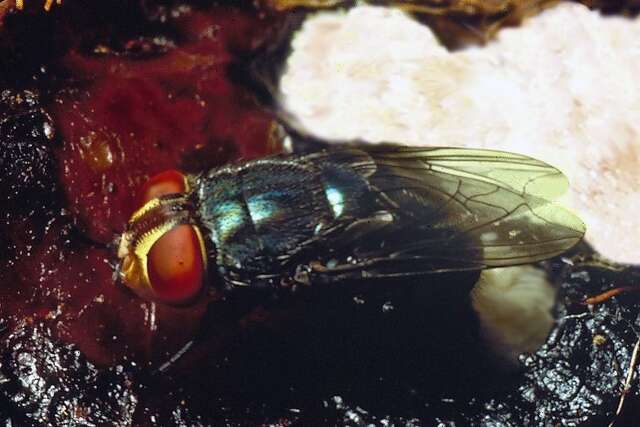 New World screwworm inches closer to Texas with latest detection