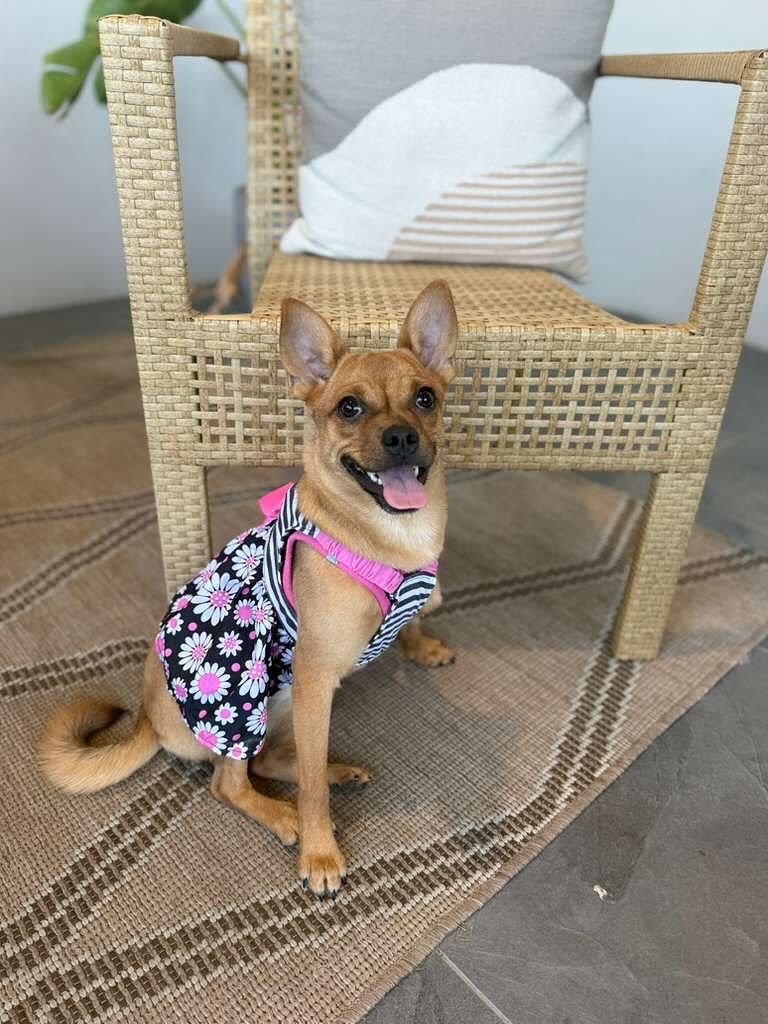 Winning numbers drawn in Friday’s Maryland Cash Pop