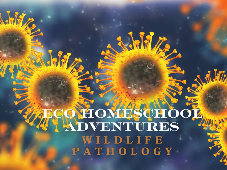 Auburn to sit QB Ashton Daniels against Mercer to preserve a year of ...