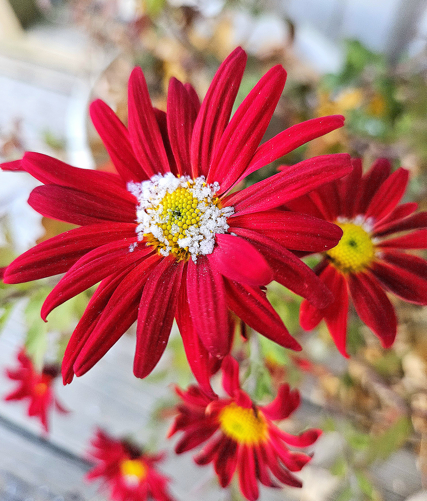 Raymond scores tiebreaking goal in 3rd period as Red Wings beat Rangers 2-1