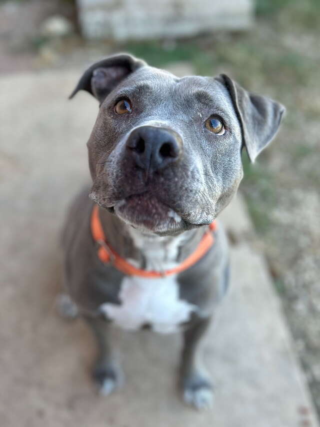 San Marcos animal shelter 'overwhelmingly' overcrowded with dogs