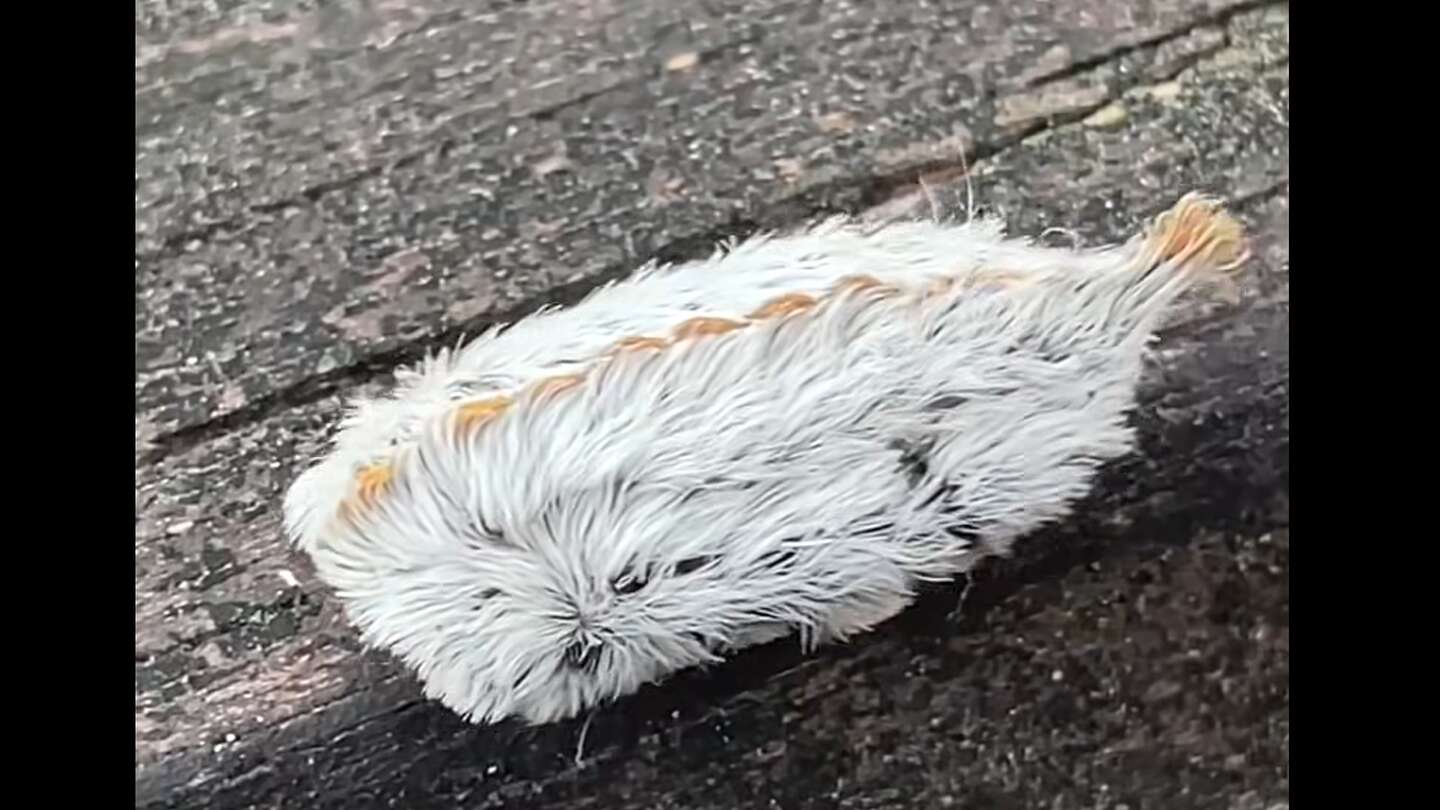 Don't pet this cute but venomous caterpillars in Texas