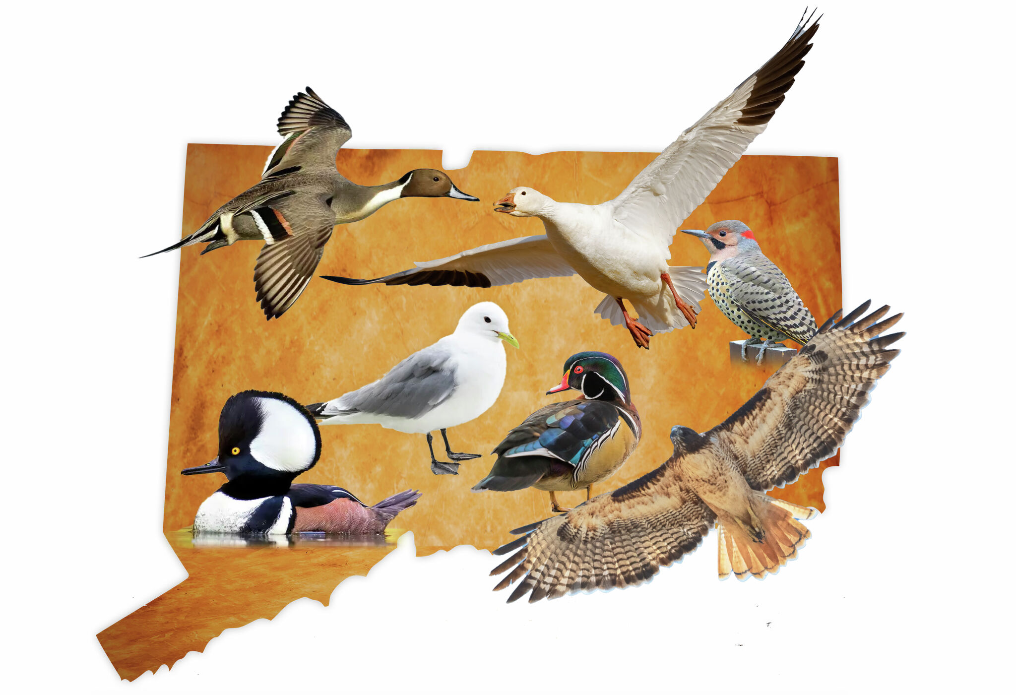 Fall birding guide: From eagles to ducks, 60+ birds to look for in CT