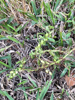 Virginia buttonweed control: How to fight tough lawn weeds
