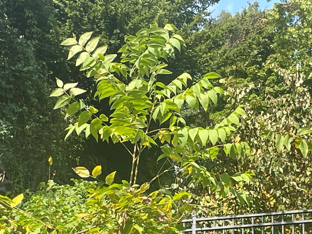 Why spotted lanternflies have spread so fast across Connecticut