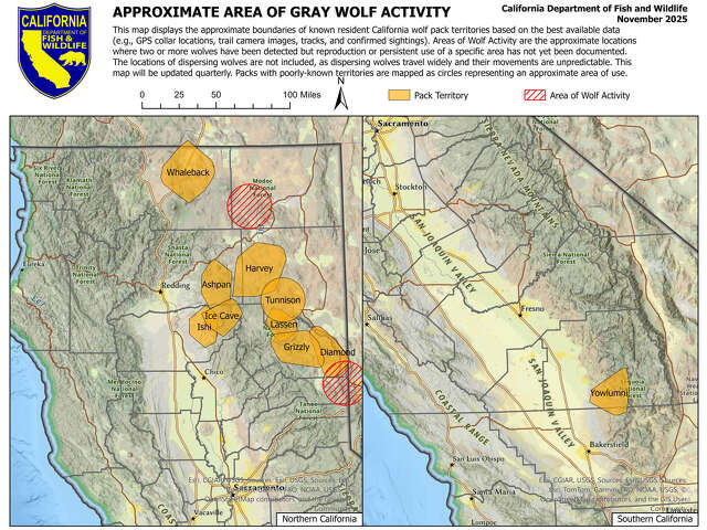 New wolves found in Calif., month after authorities kill another pack