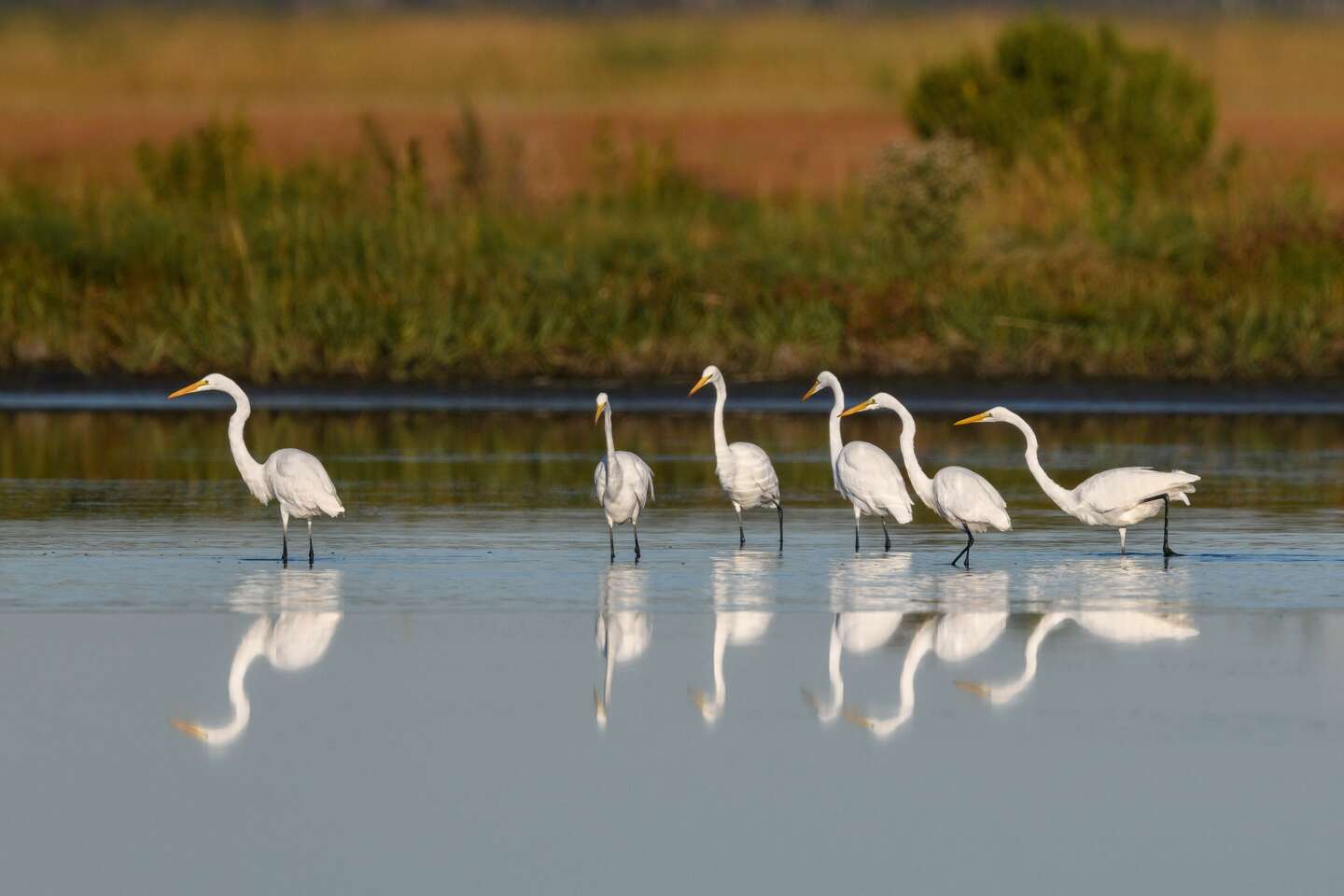 Project aims to protect CT's Hammonasset marshes from rising seas
